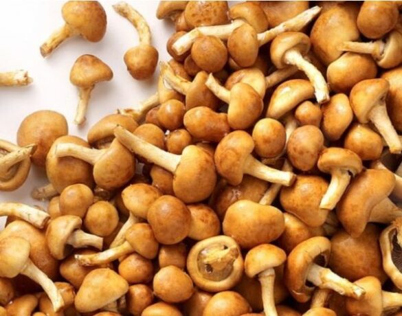 7 loại nấm ngon nhất ở Nhật Bản và cách thưởng thức chúng